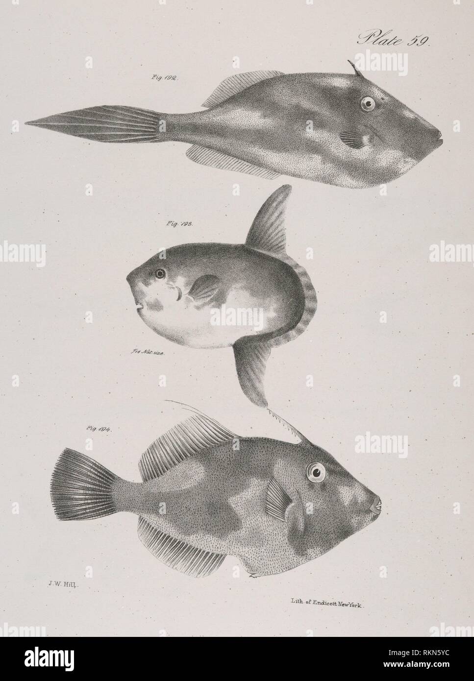 Unicorn filefish hi-res stock photography and images - Alamy