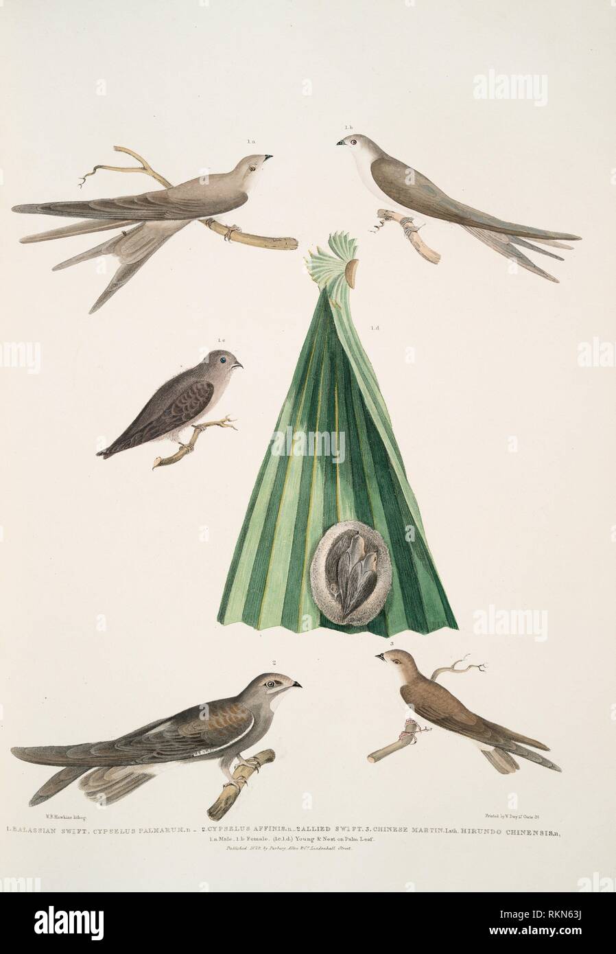 Cypselus hi-res stock photography and images - Alamy