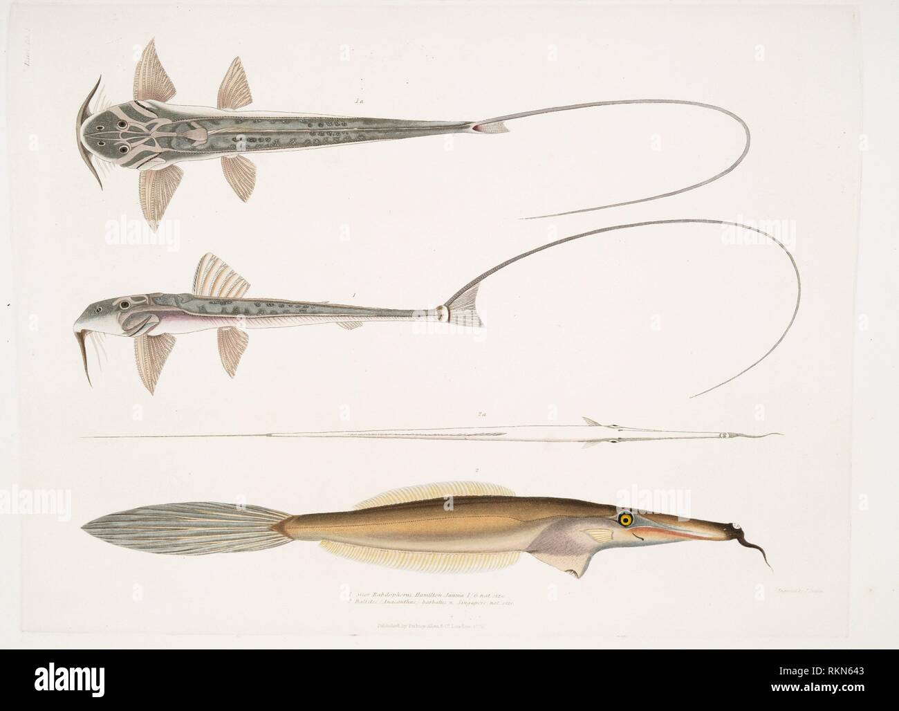 Rabdophorus janma hi-res stock photography and images - Alamy