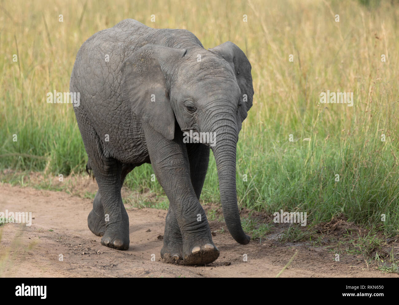 Beautiful morning sunrise elephant hi-res stock photography and images ...