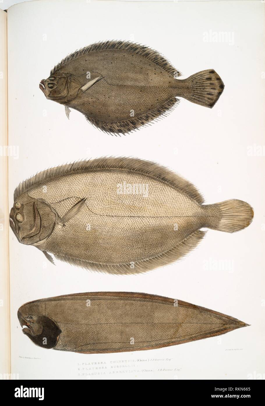 1. Chinese Plaice, Platessa Chinensis; 2. Dr. Russell's Plaice ...