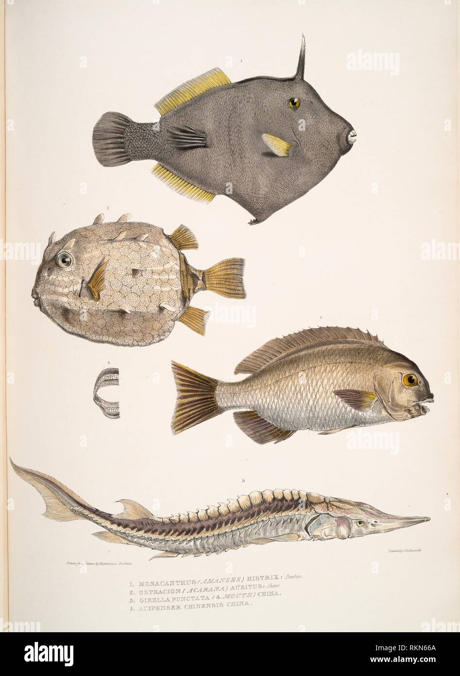 Monacanthus chinensis hi-res stock photography and images - Alamy