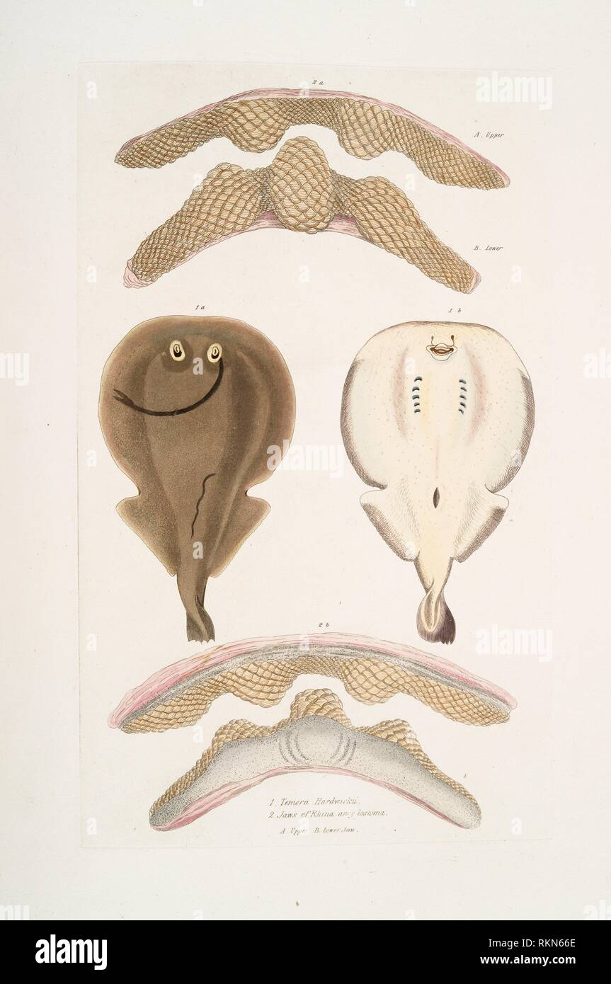 Rhina ancylostoma hi-res stock photography and images - Alamy