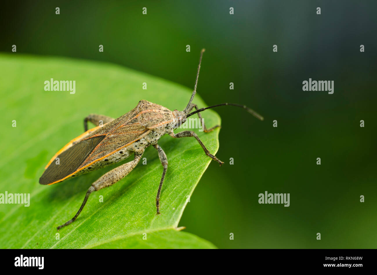 Free living insect hi-res stock photography and images - Alamy