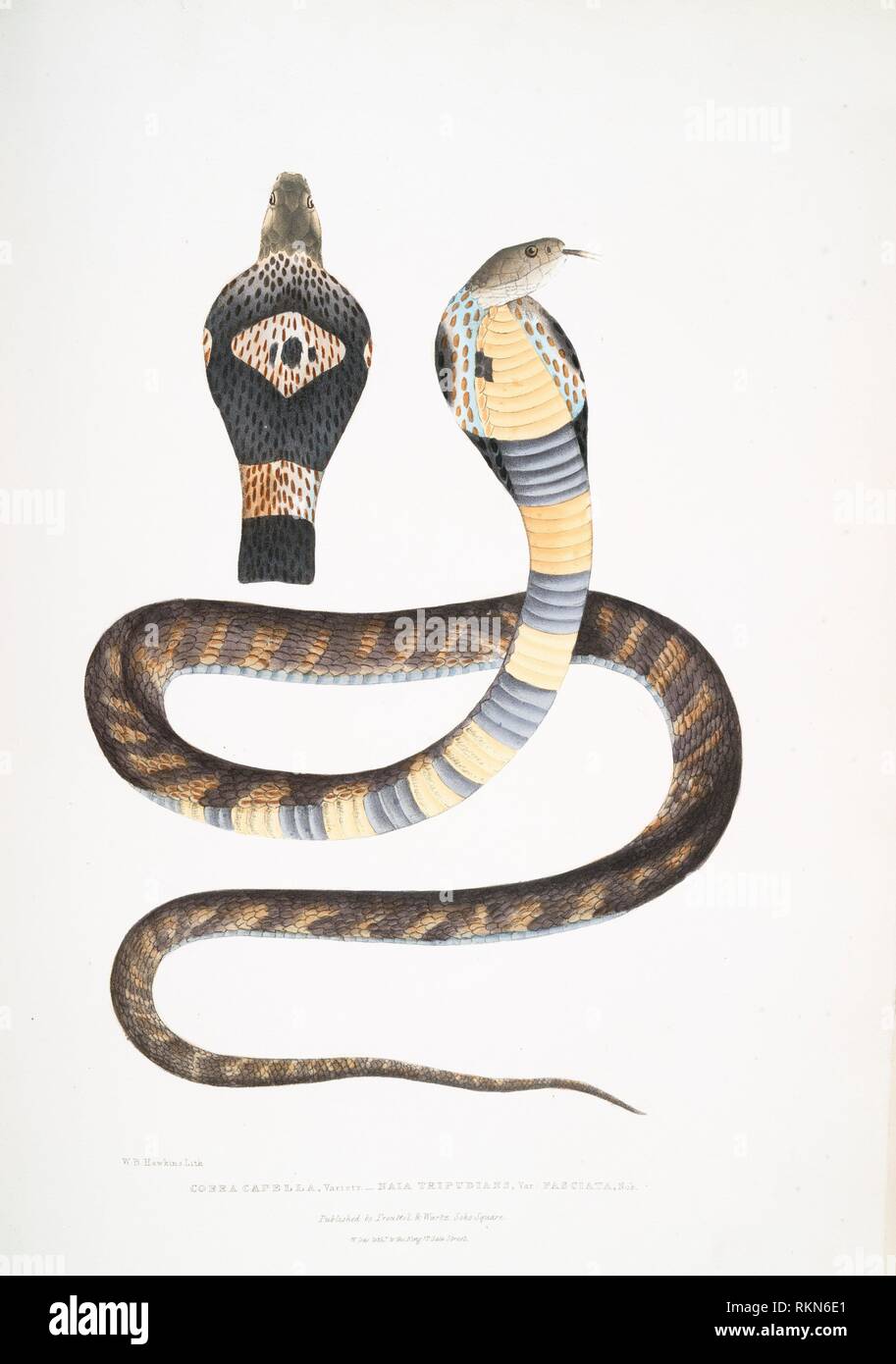 Banded cobra hi-res stock photography and images - Alamy