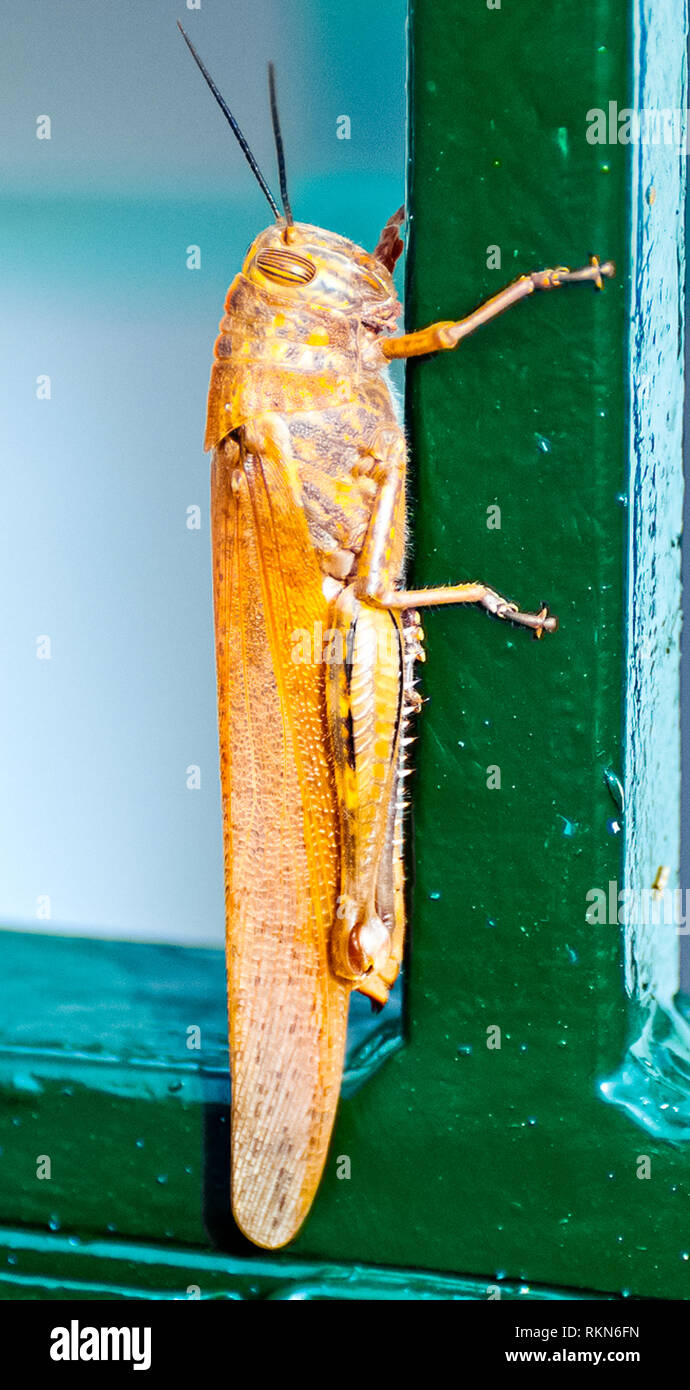 An orange locust sits on a fence. An orange locust sits on a fence ...