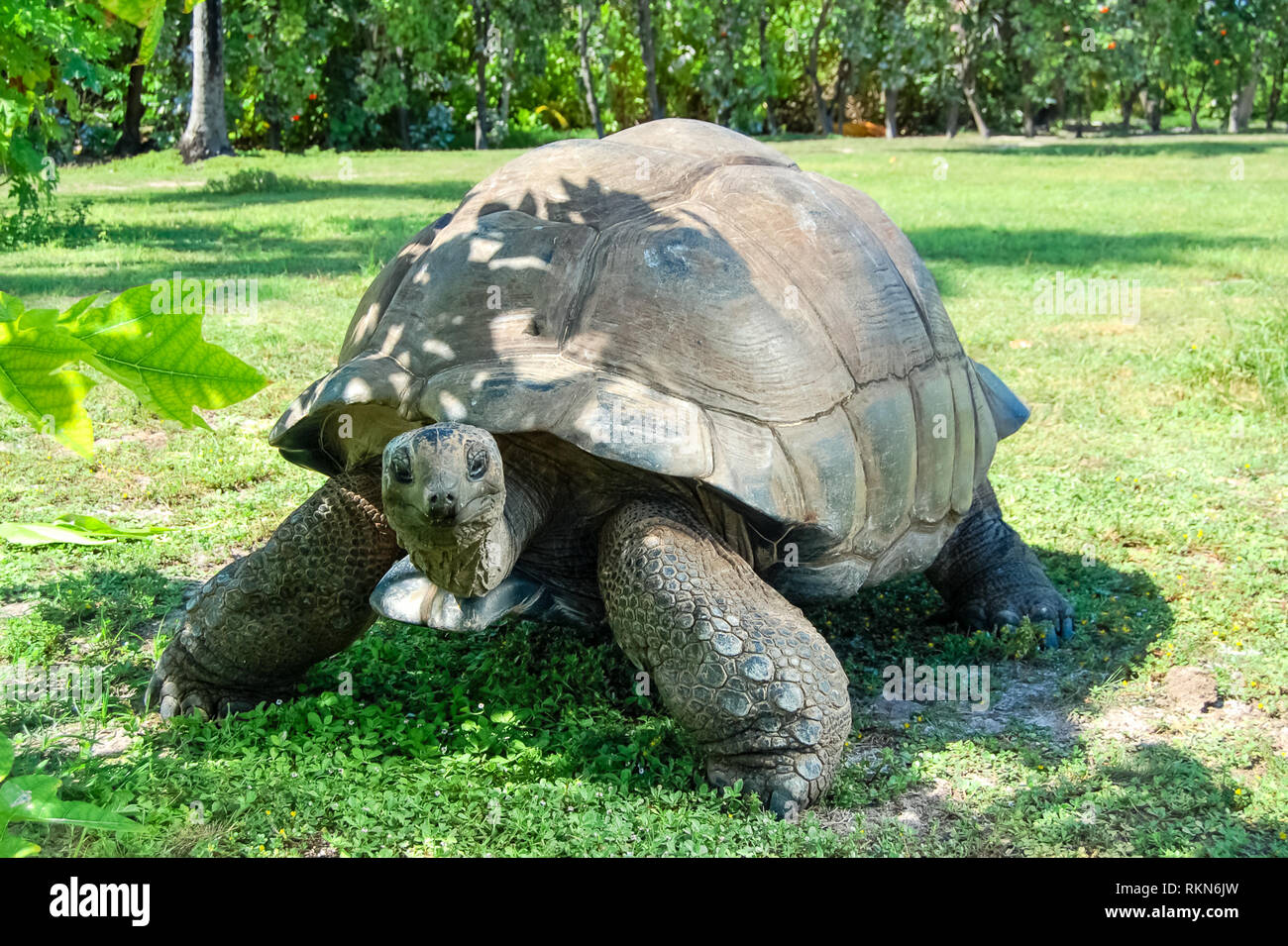 Giant ivory turtle on the lawn. Giant ivory turtle on the lawn Stock ...