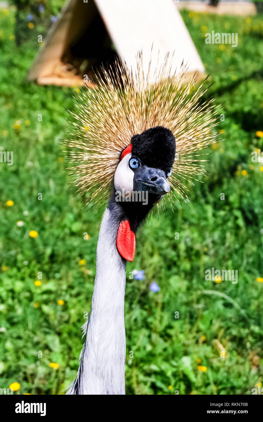 Crowned crane, birds head and neck. Rare species of crane Stock Photo ...