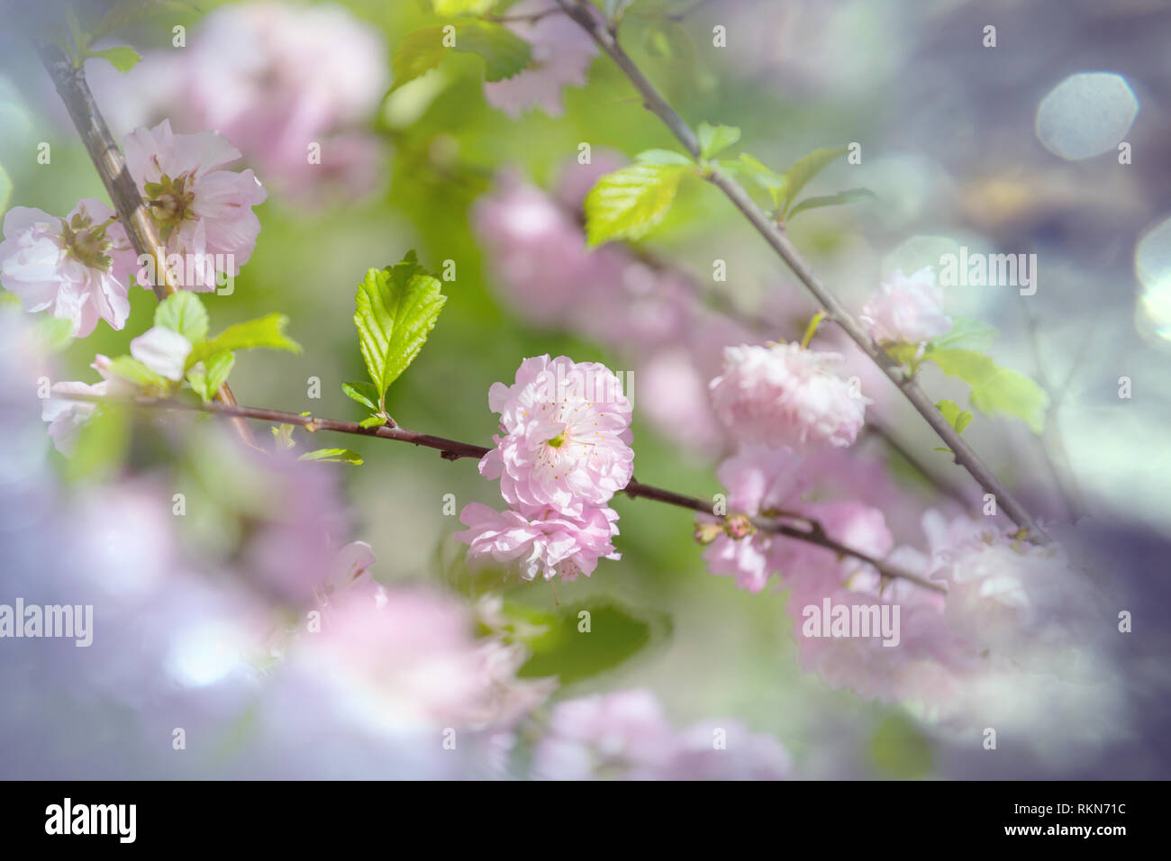 Almond tree pink flowers. Beautiful spring conceptual background Stock ...