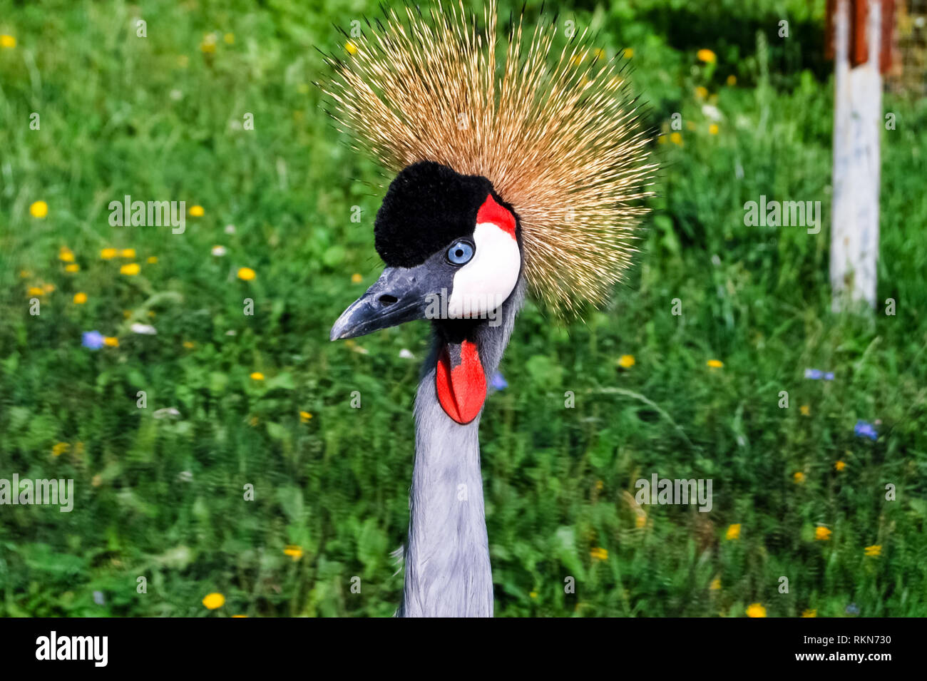 Crowned crane, birds head and neck. Rare species of crane Stock Photo ...