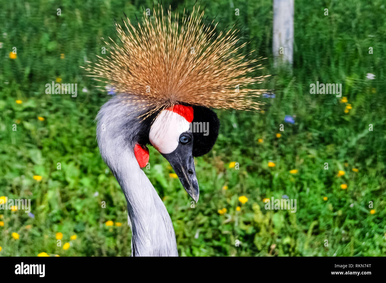Crowned crane, birds head and neck. Rare species of crane Stock Photo ...