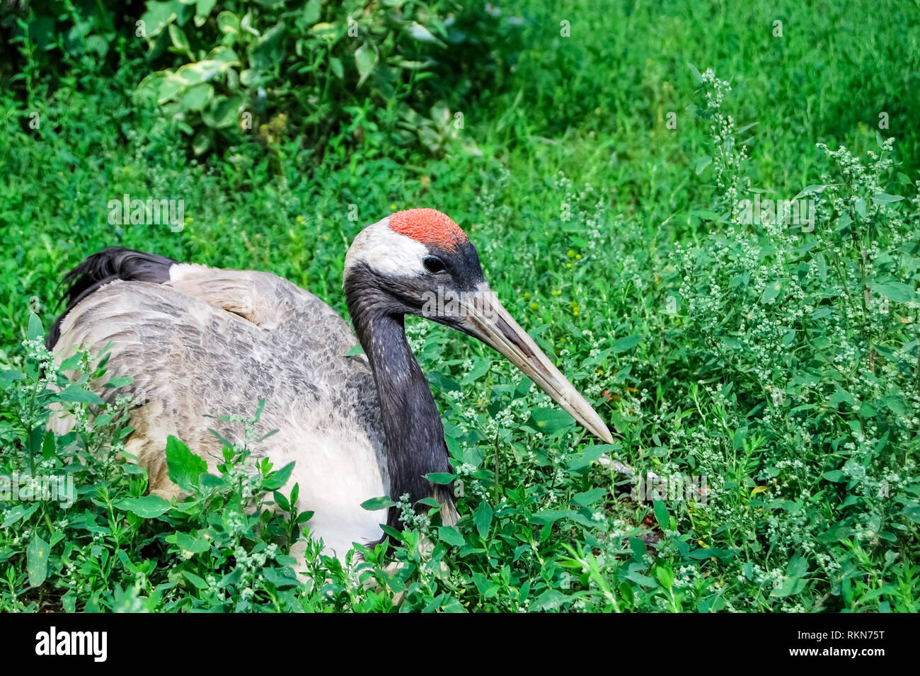 Crowned crane, birds head and neck. Rare species of crane Stock Photo ...