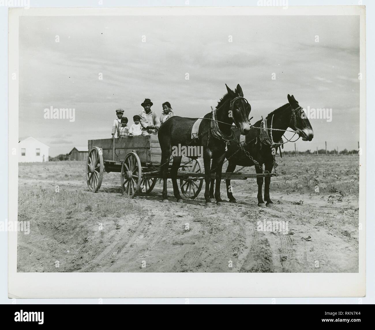 Mule drawn wagon hi-res stock photography and images - Alamy