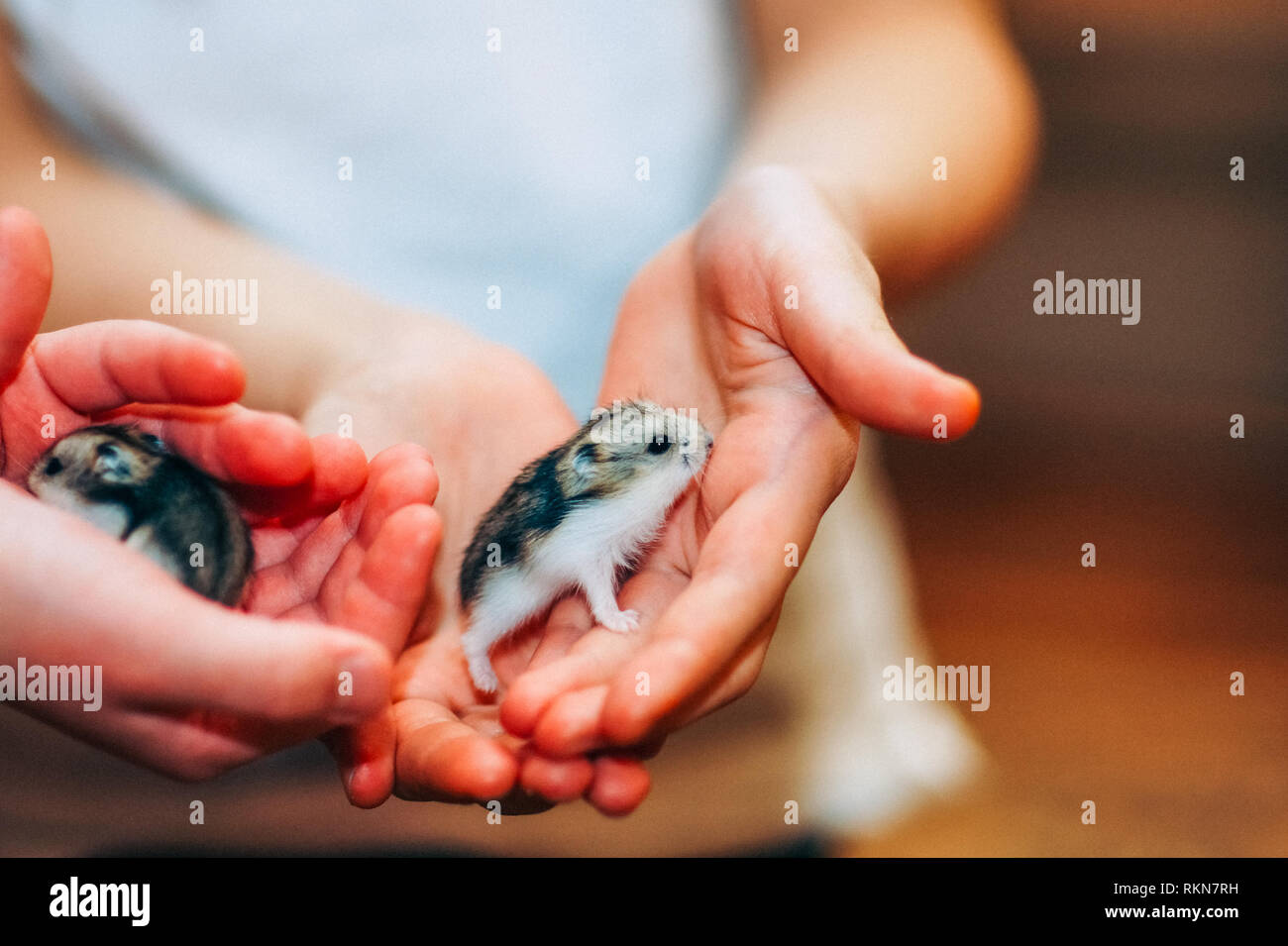 Little cute hamster in human hands Little cute hamster in human hands ...