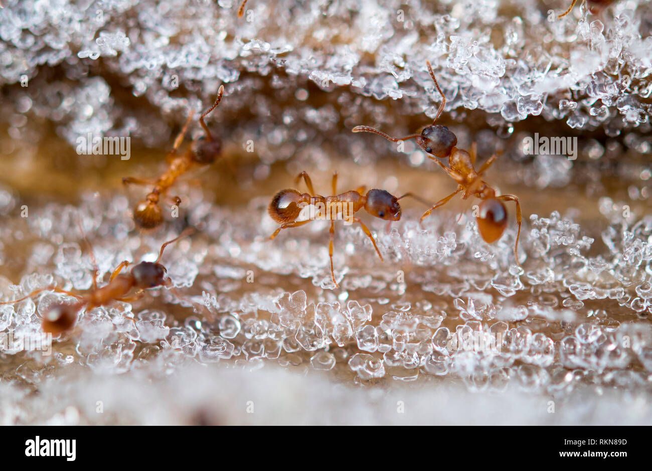 Close up wild ants in hi-res stock photography and images - Alamy