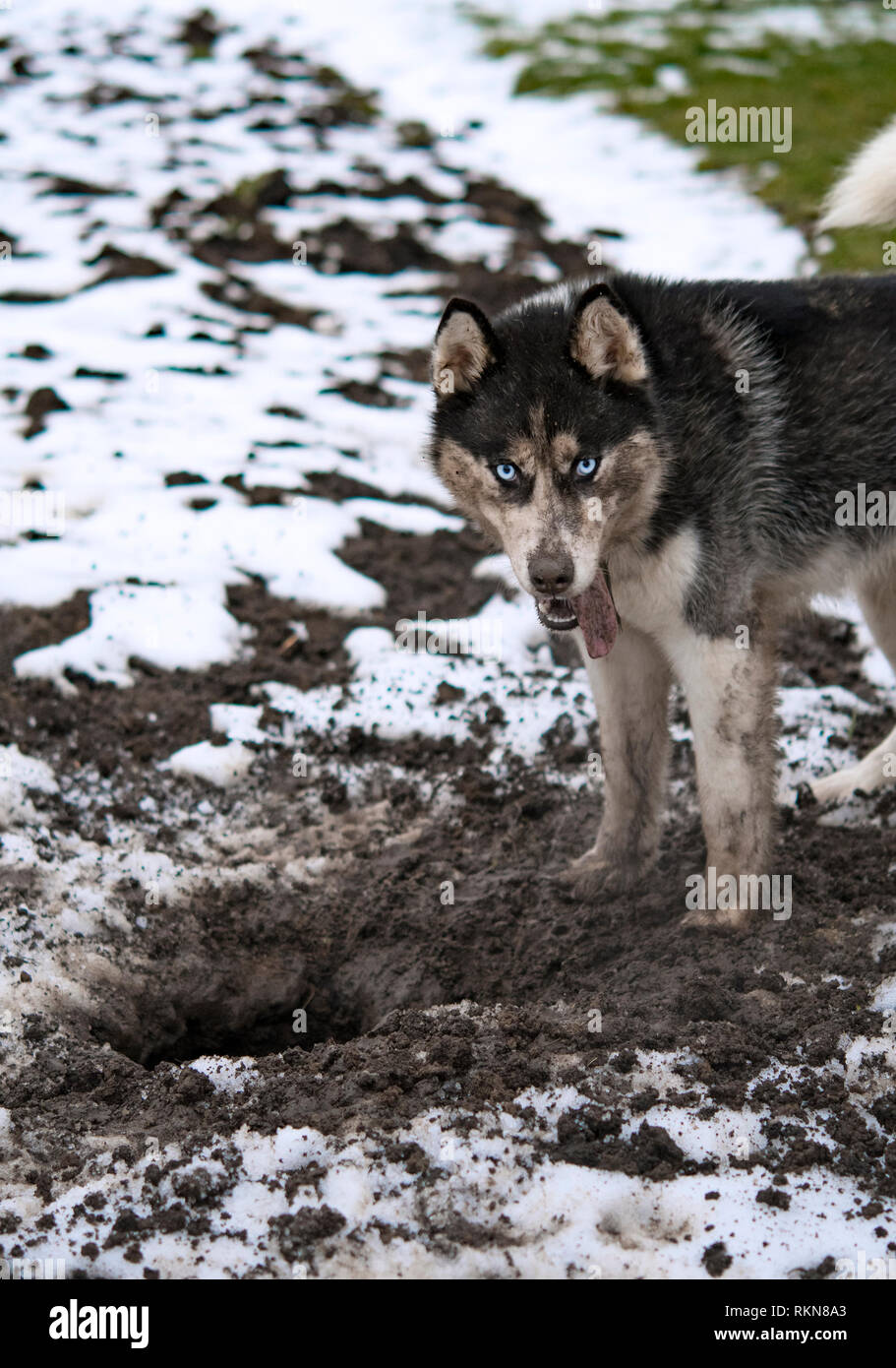 Dog husky digs in hi-res stock photography and images - Alamy
