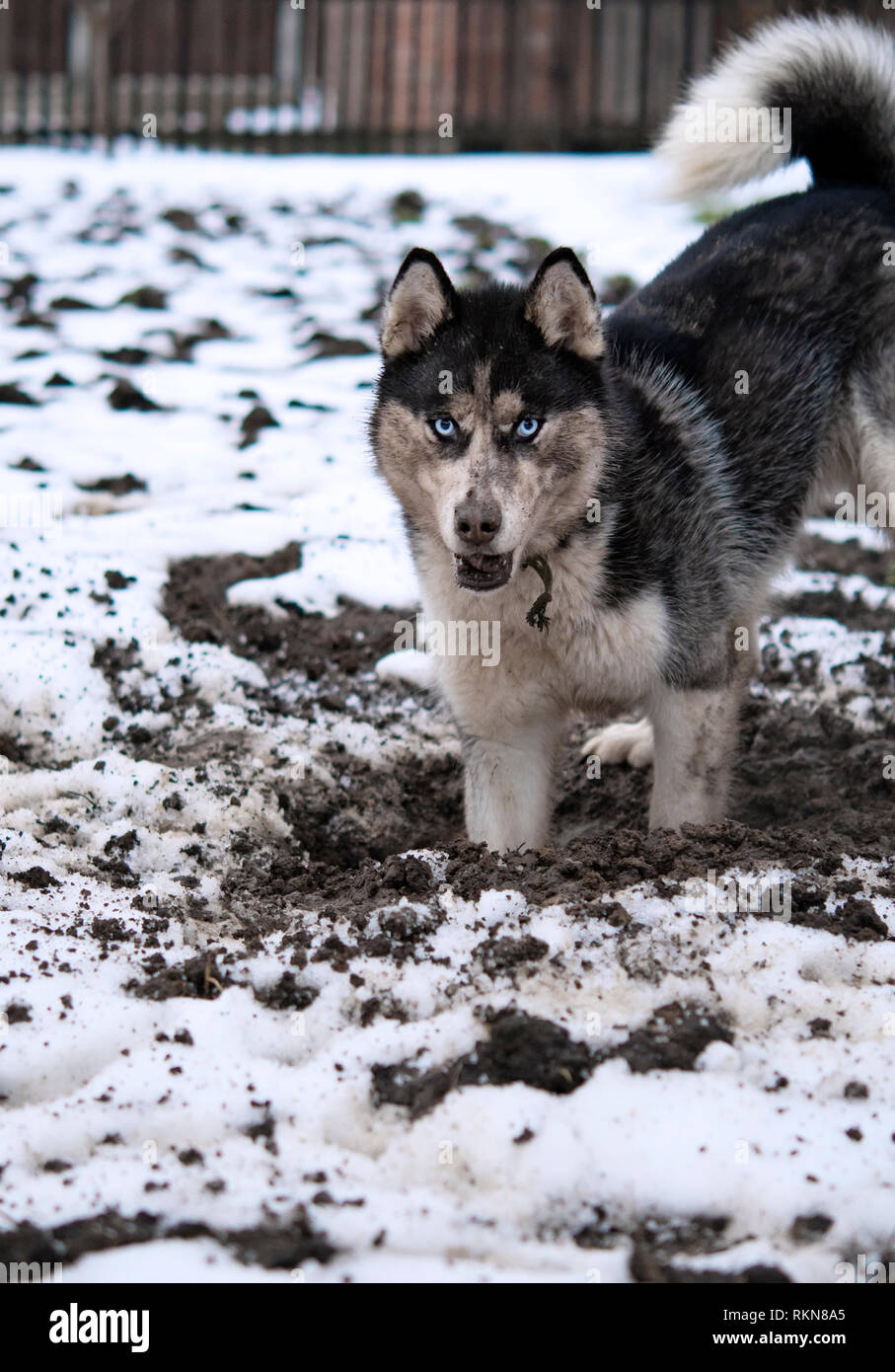 Dog husky digs in hi-res stock photography and images - Alamy