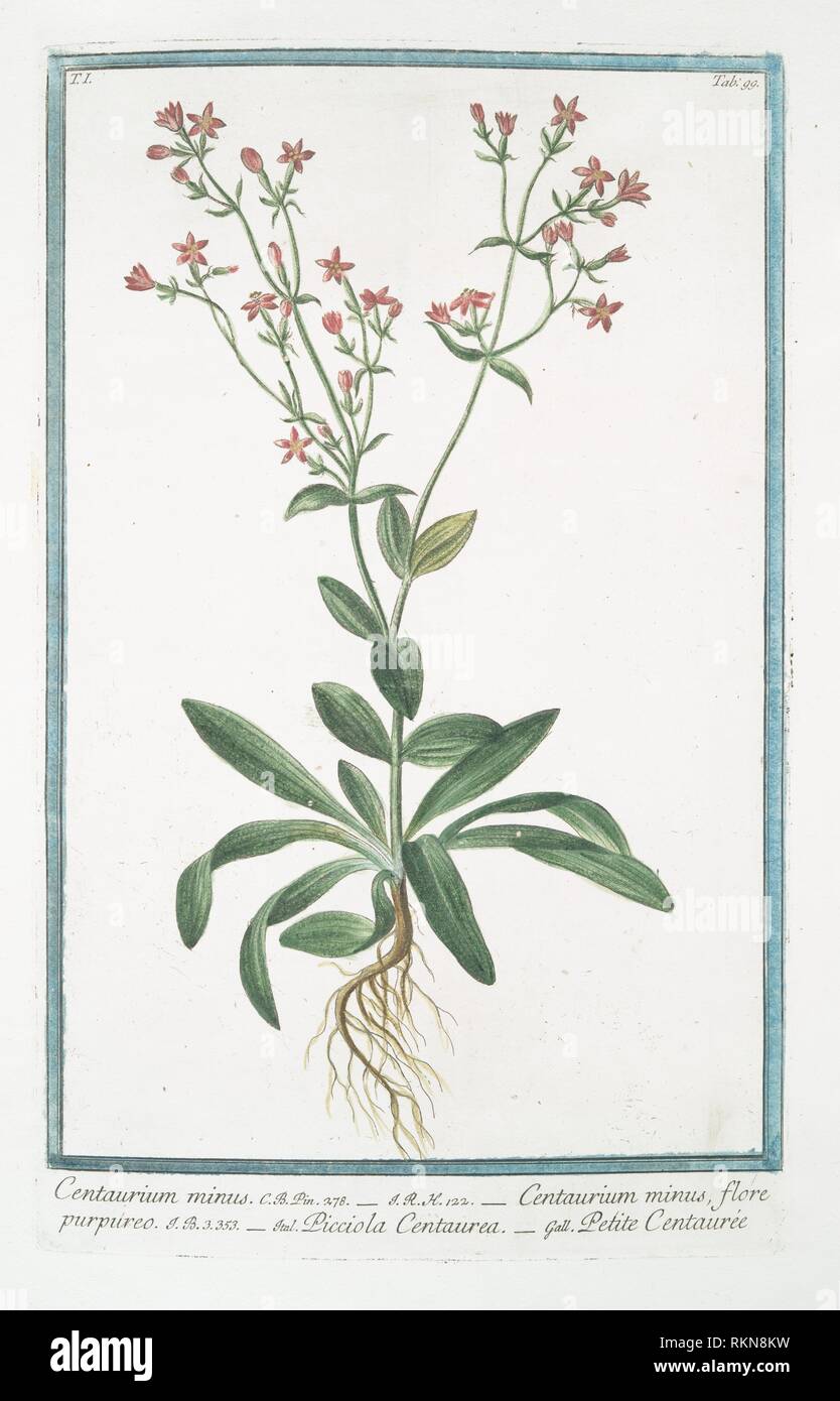 Petite centaurée hi-res stock photography and images - Alamy