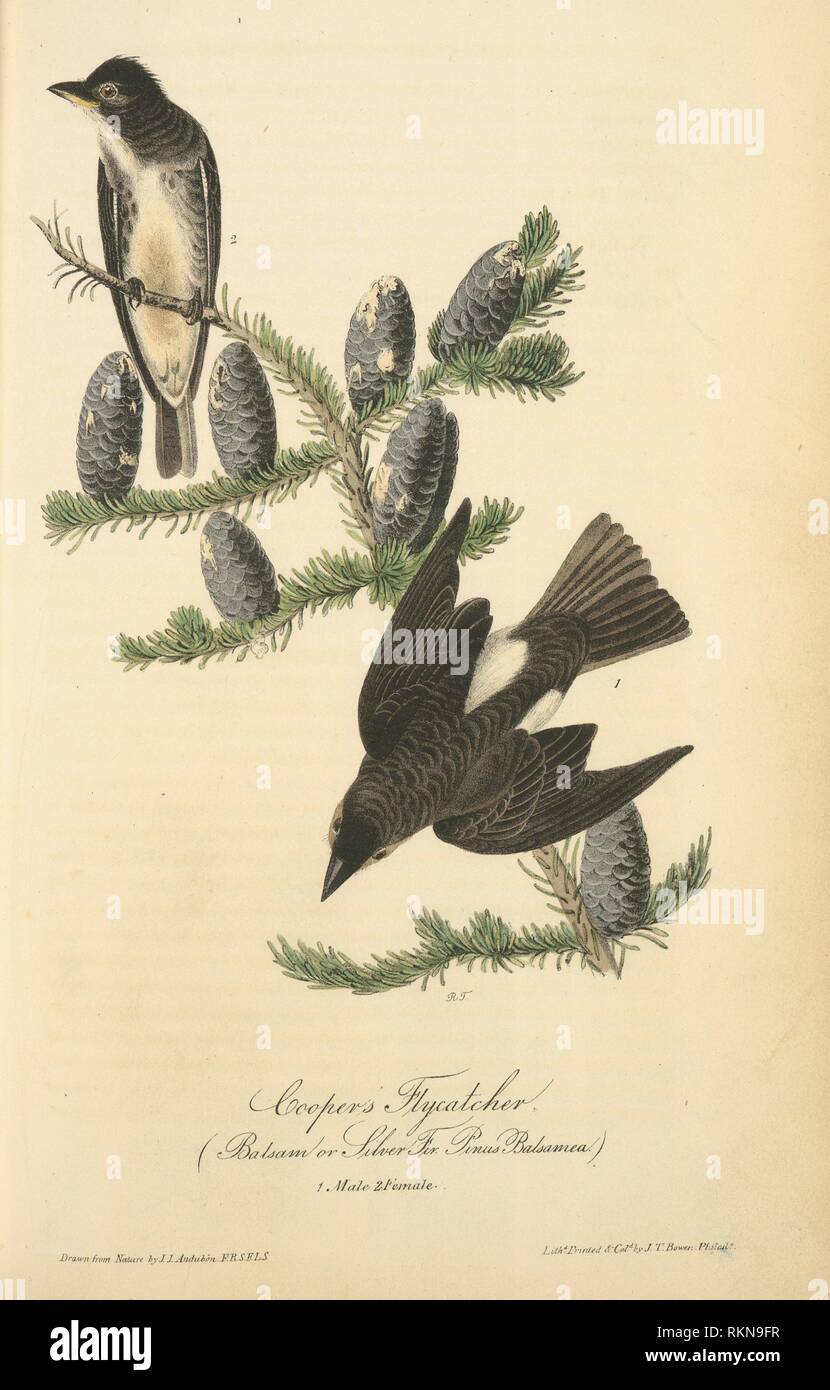 Cooper's Flycatcher, 1. Male, 2. Female. (Balsam or Silver Fir. Pinus ...