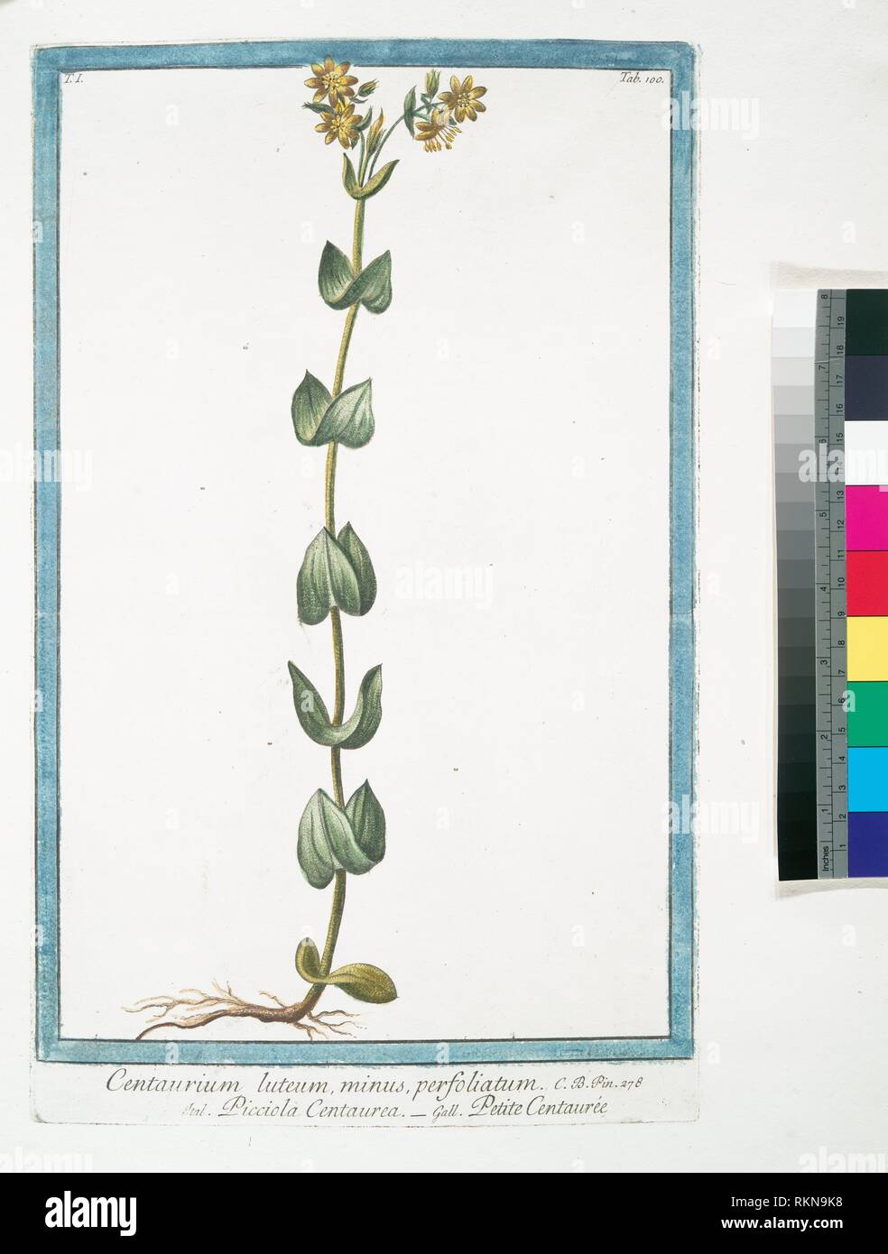 Centaurium minus hi-res stock photography and images - Alamy