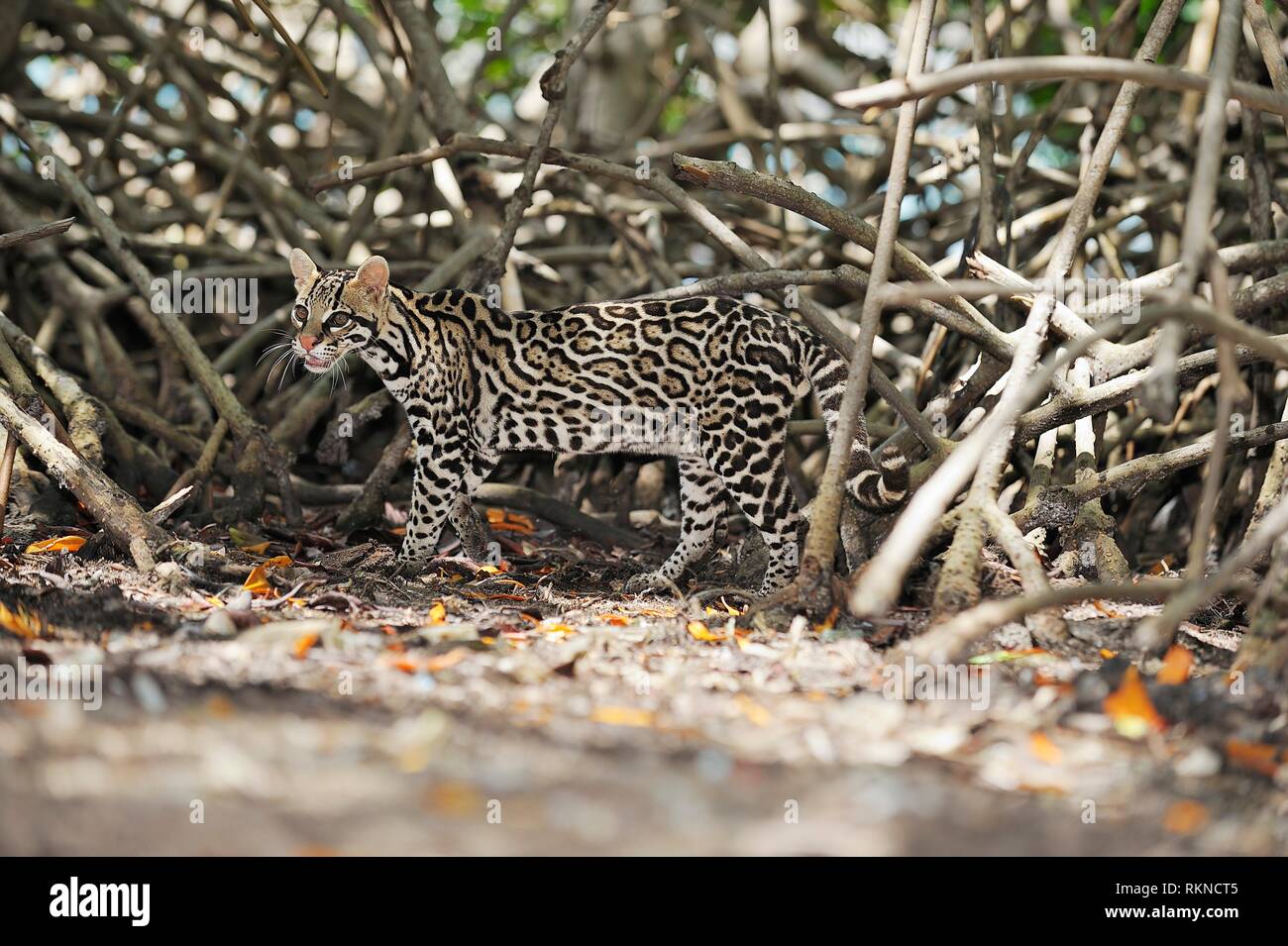 Mangrove Species High Resolution Stock Photography and Images - Alamy