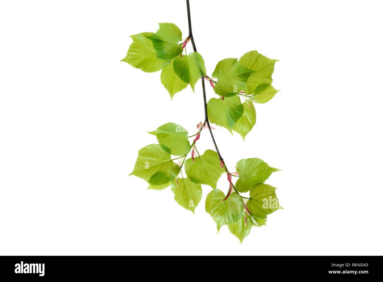 Lime Tree Leaves Close Shot High Resolution Stock Photography and ...