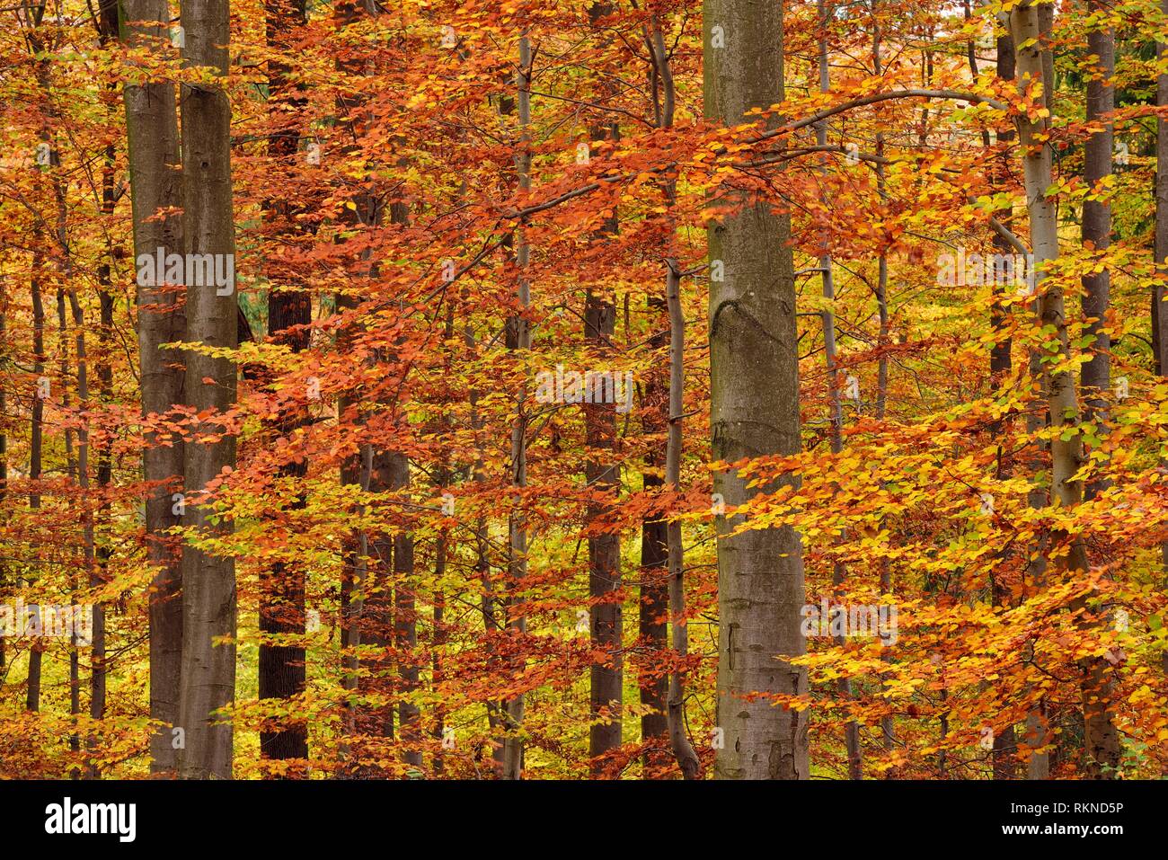 Autumn in bavaria hi-res stock photography and images - Alamy