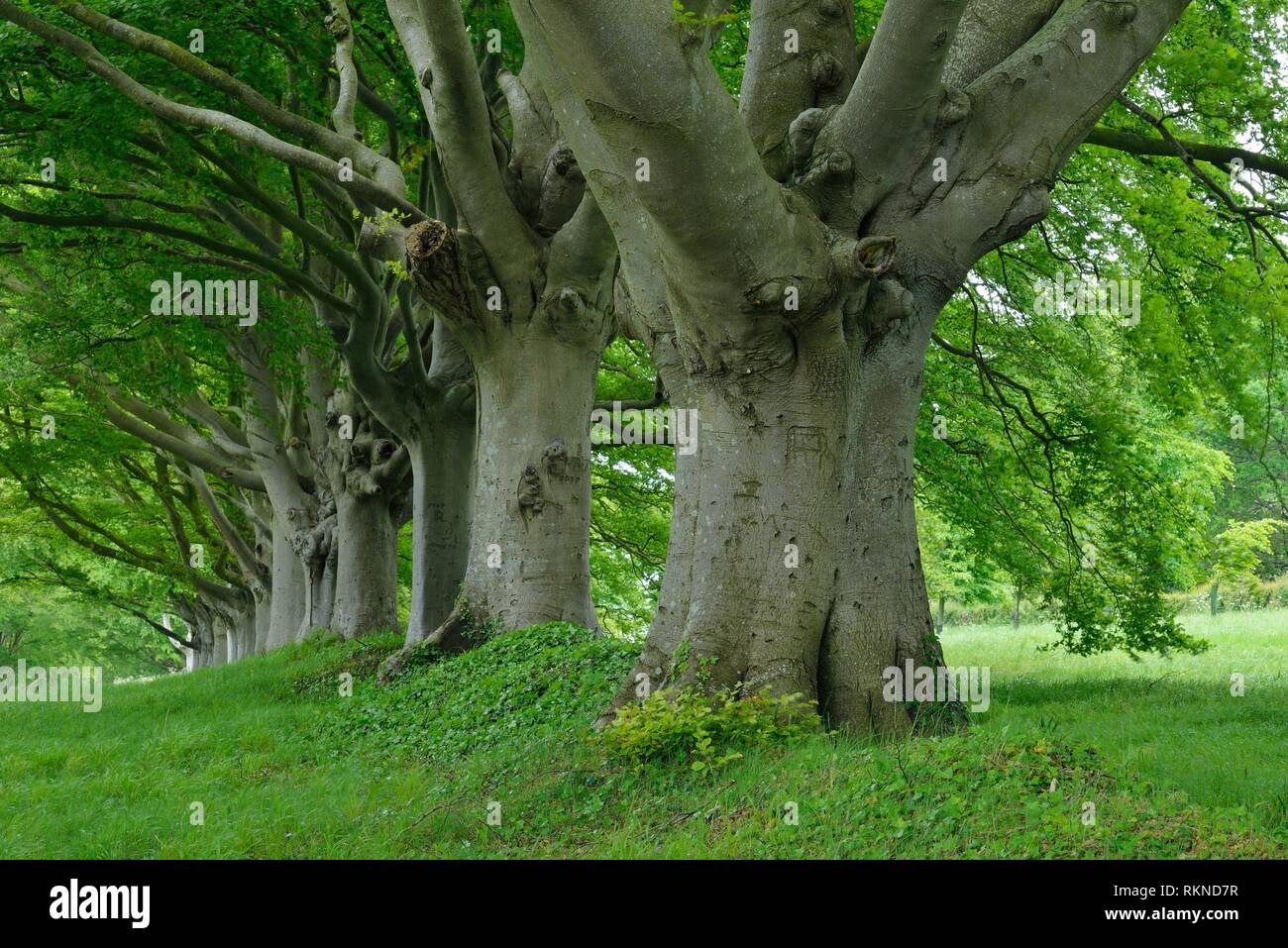 Old beech trees in a row. Dorset, England, UK Stock Photo - Alamy