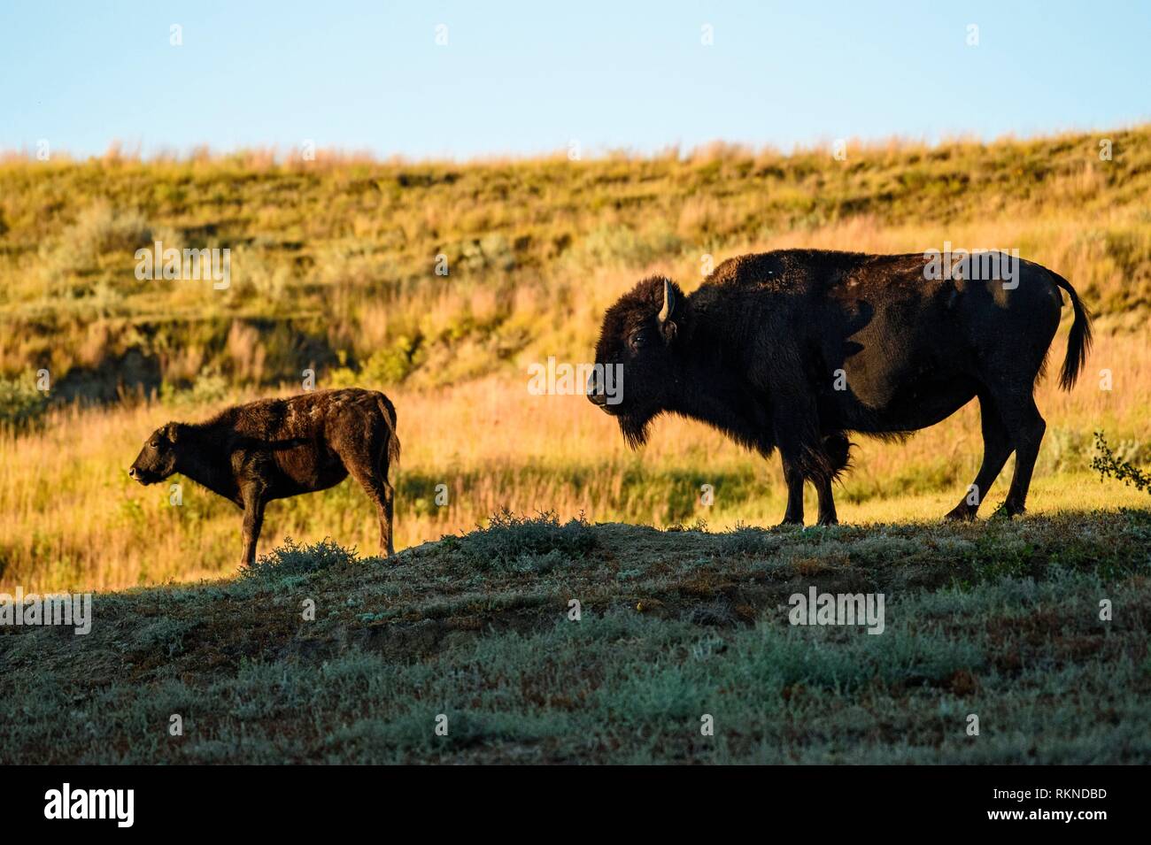 American Bison Native Species North High Resolution Stock Photography ...