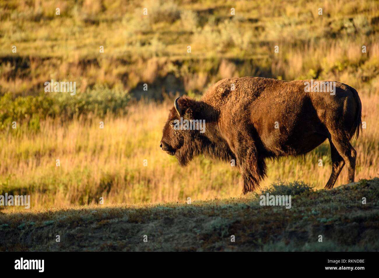 American Bison Native Species North High Resolution Stock Photography ...