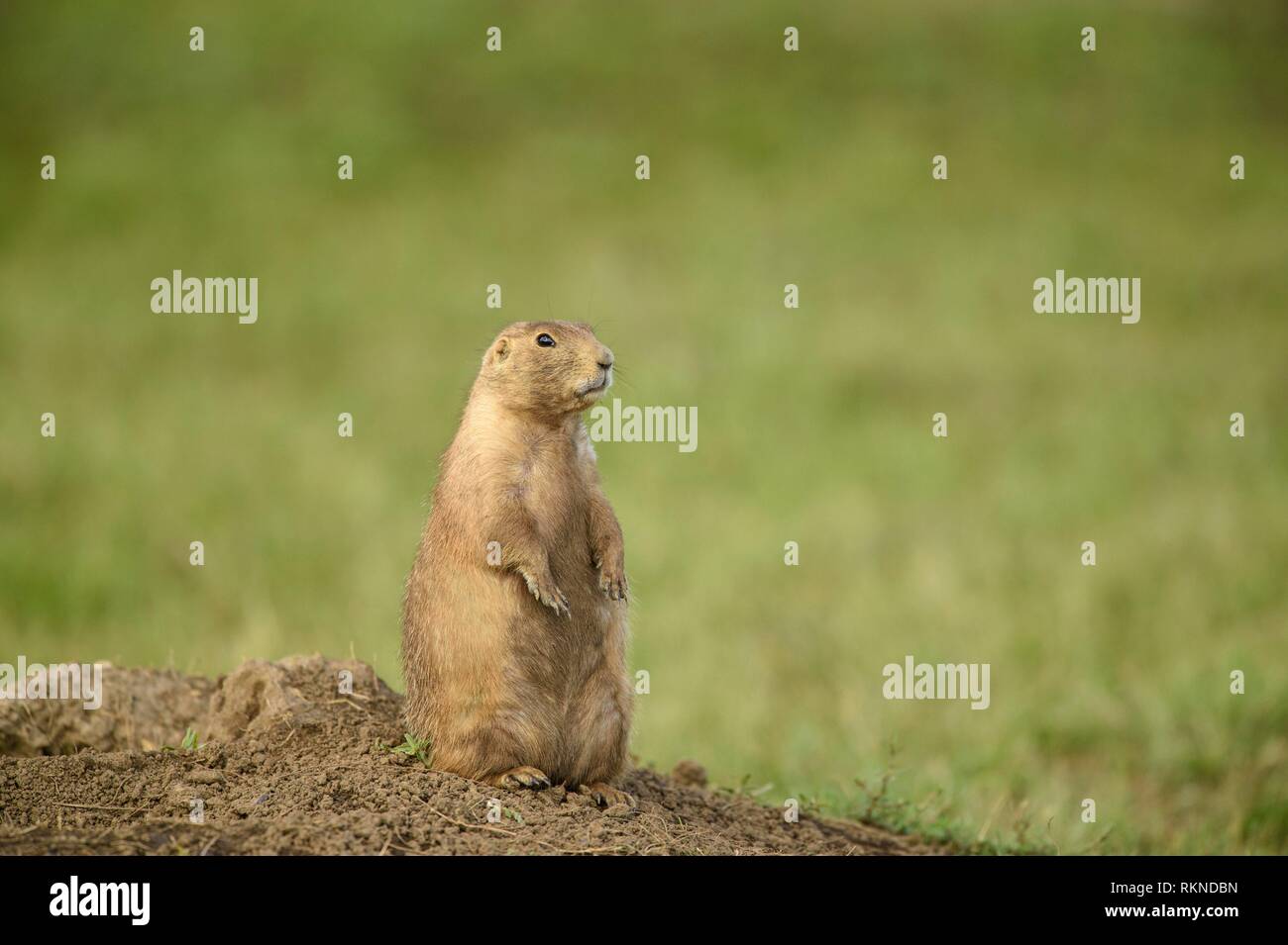 Color guard unit hi-res stock photography and images - Alamy