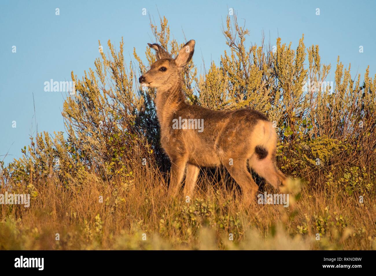 Mule deer odocoileus hemionus standing hi-res stock photography and ...