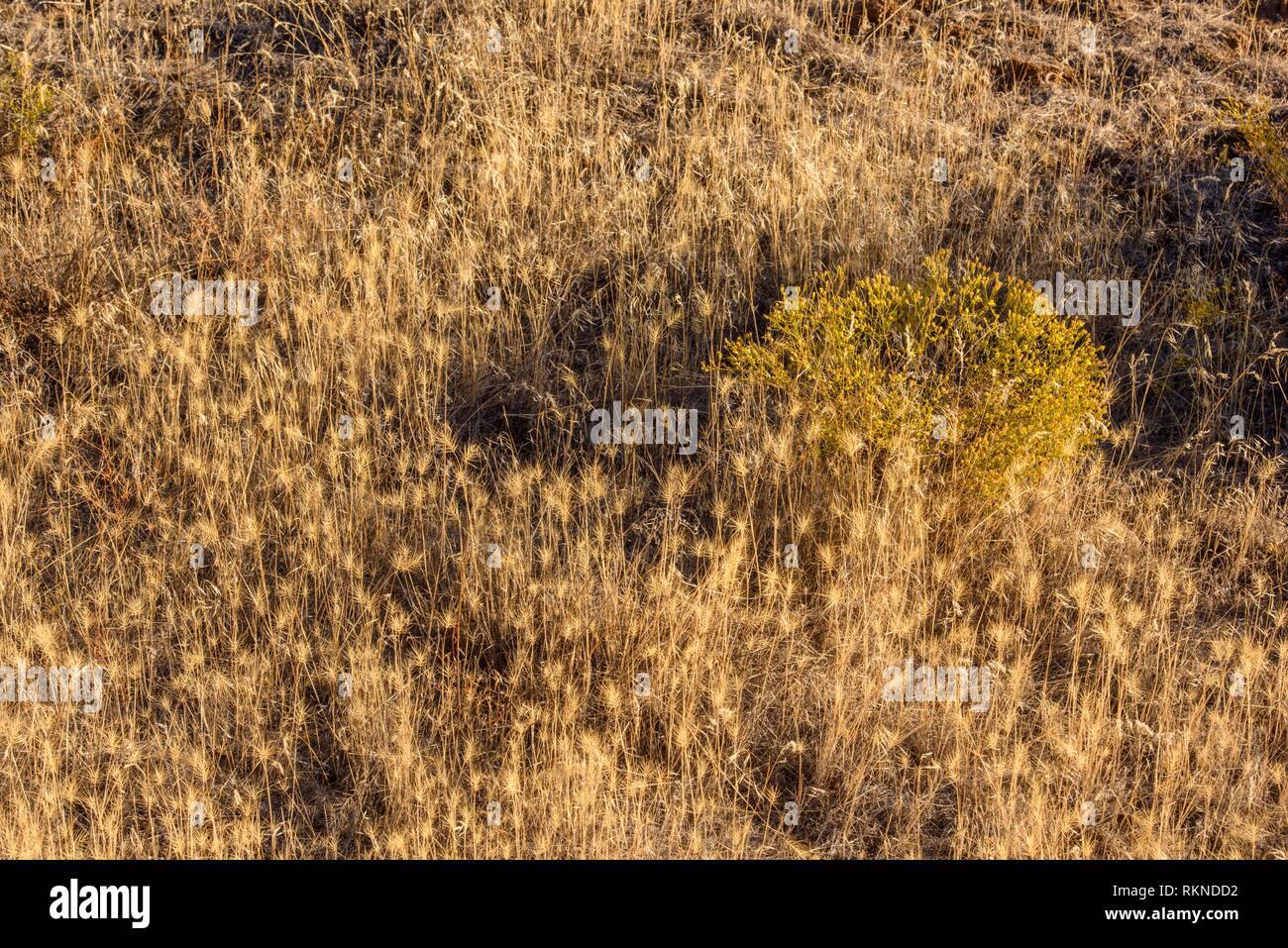 Mitchell Grass High Resolution Stock Photography and Images - Alamy
