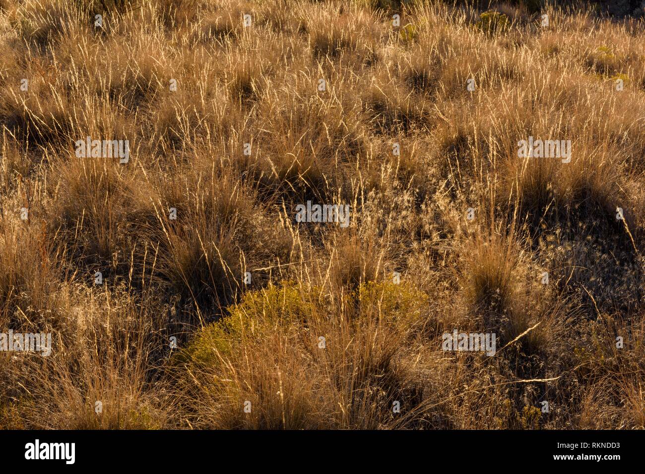 Mitchell Grass High Resolution Stock Photography and Images - Alamy
