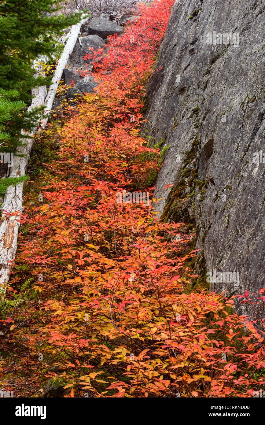 Interior of forest hi-res stock photography and images - Alamy