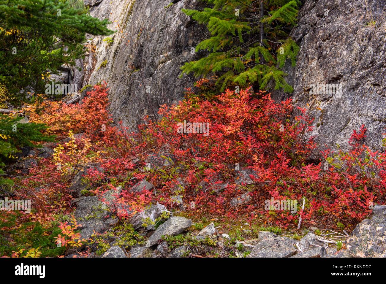 Canada boreal forest hi-res stock photography and images - Alamy