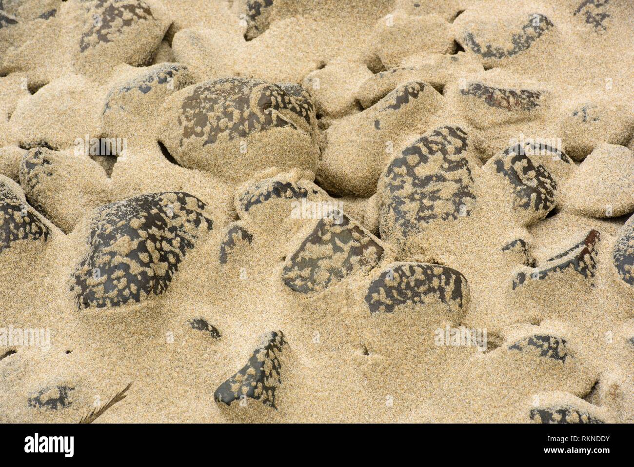 Oregon coast beautiful beach sand hi-res stock photography and images ...