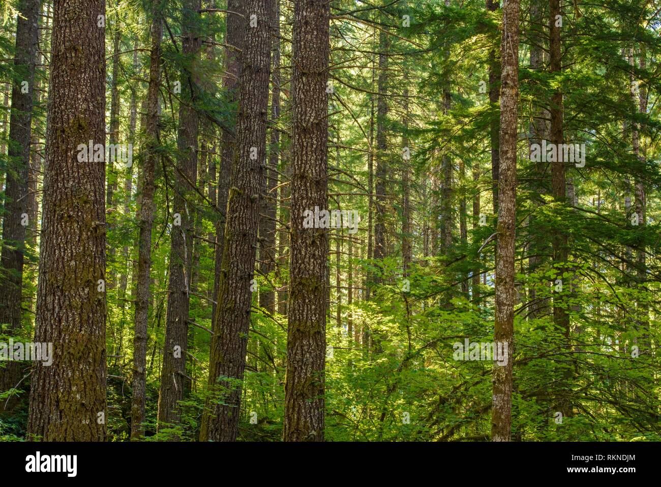 Willamette national forest hi-res stock photography and images - Alamy
