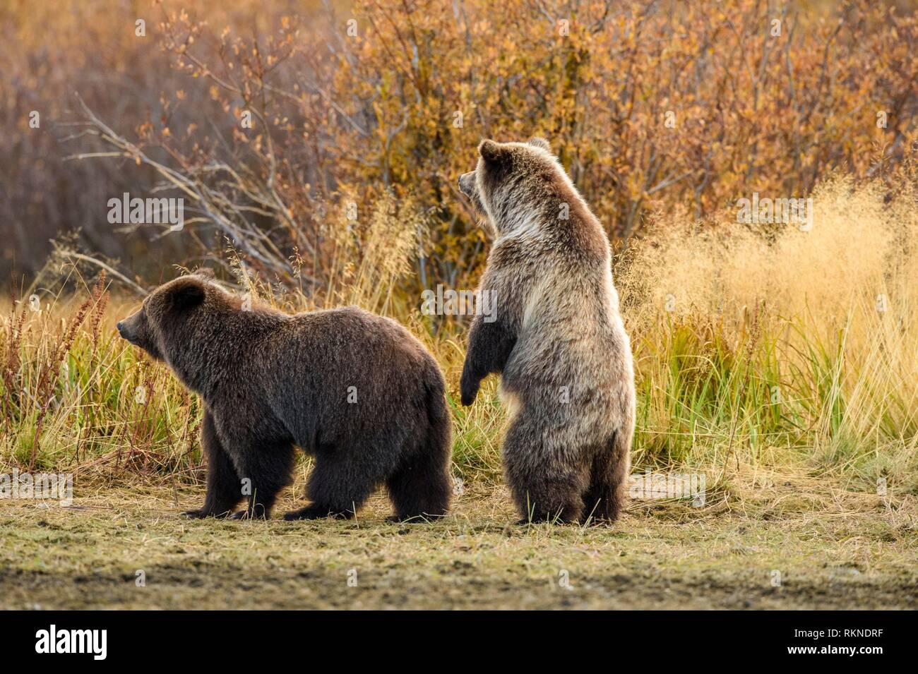Brown bear standing up hi-res stock photography and images - Alamy