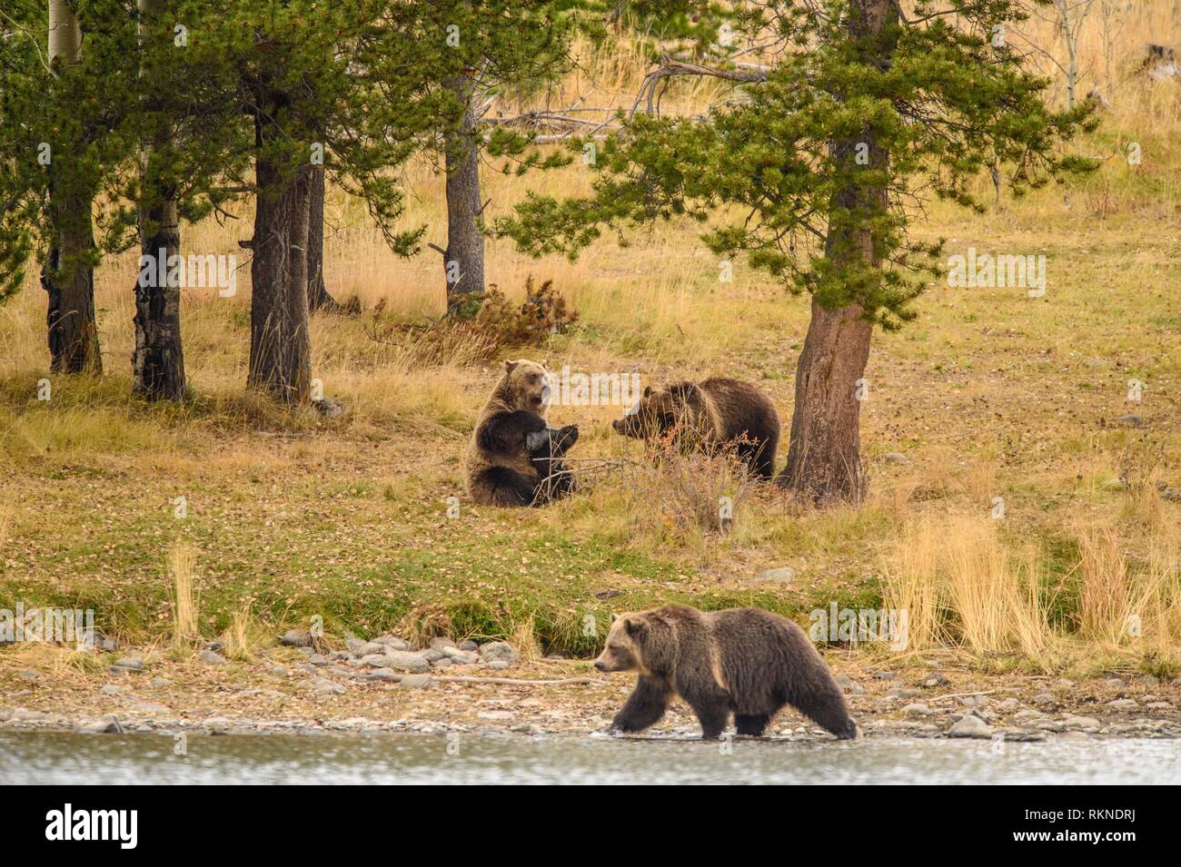 Bear scratching tree hi-res stock photography and images - Alamy