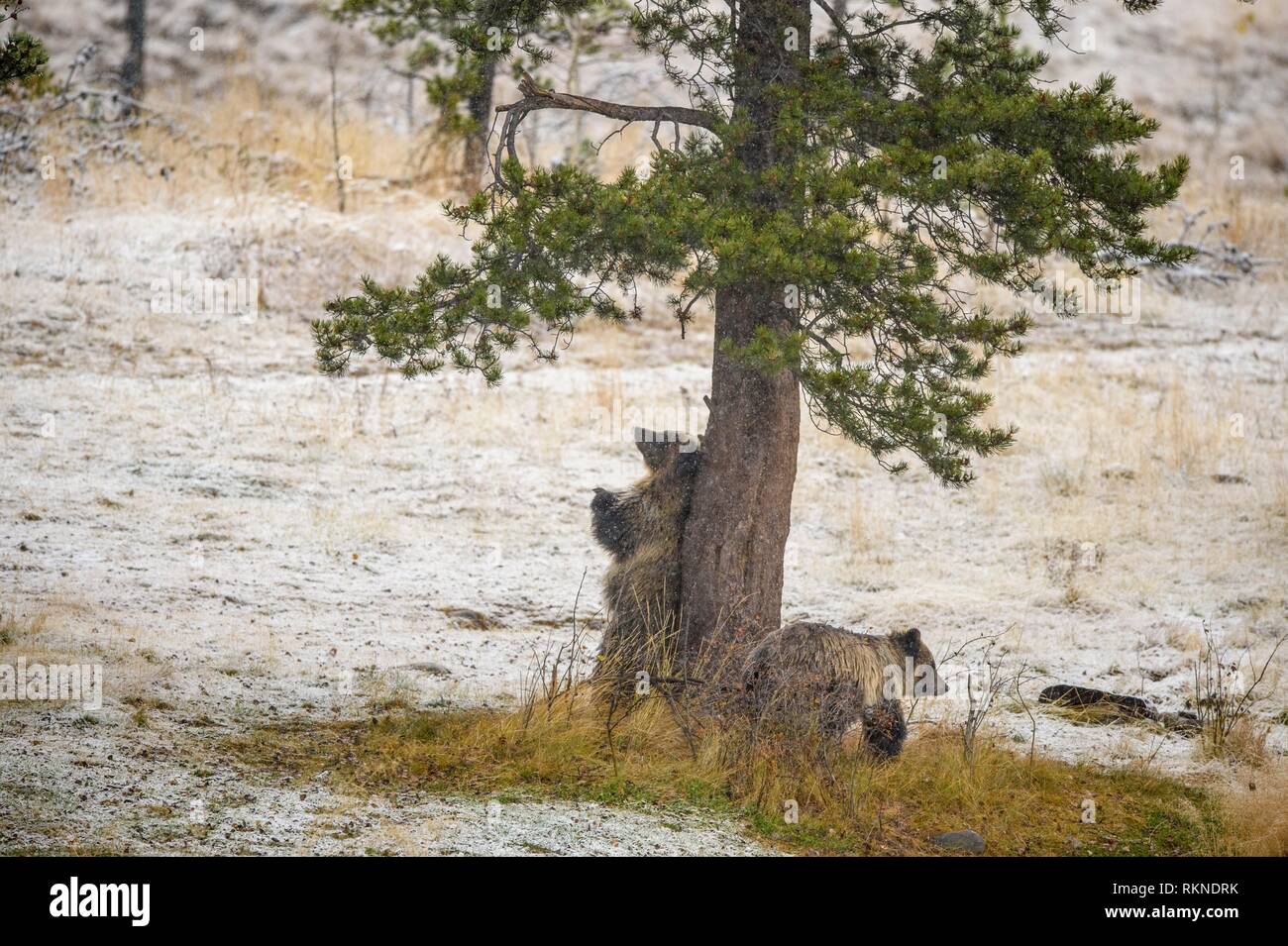 Bear scratching tree hi-res stock photography and images - Alamy