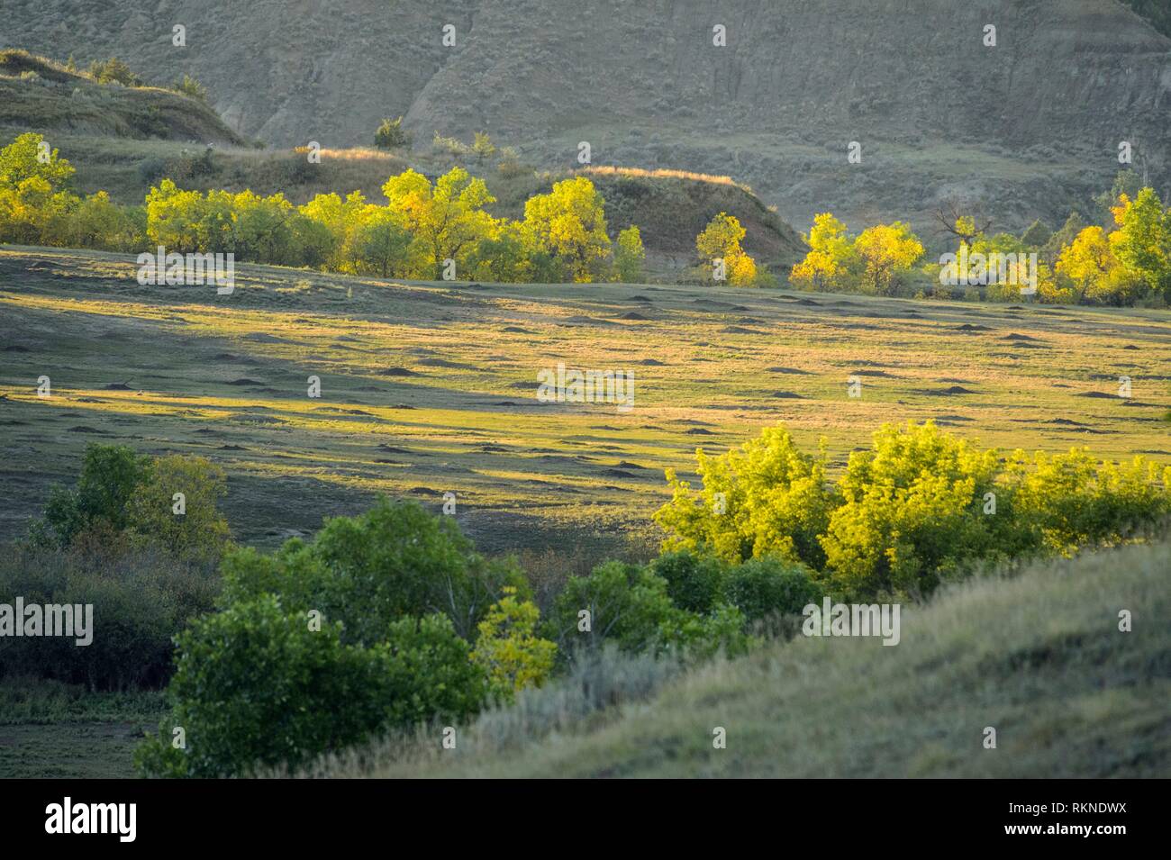 Ash trees usa town hi-res stock photography and images - Alamy
