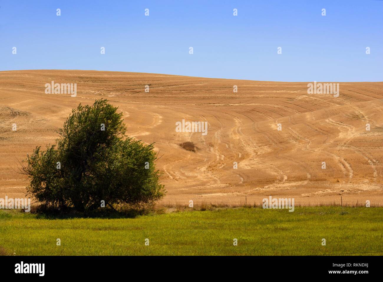 Mowing and harvest patterns in the Palouse landscape in late summer ...