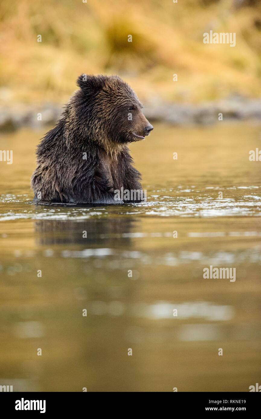 Cub hunting hi-res stock photography and images - Alamy