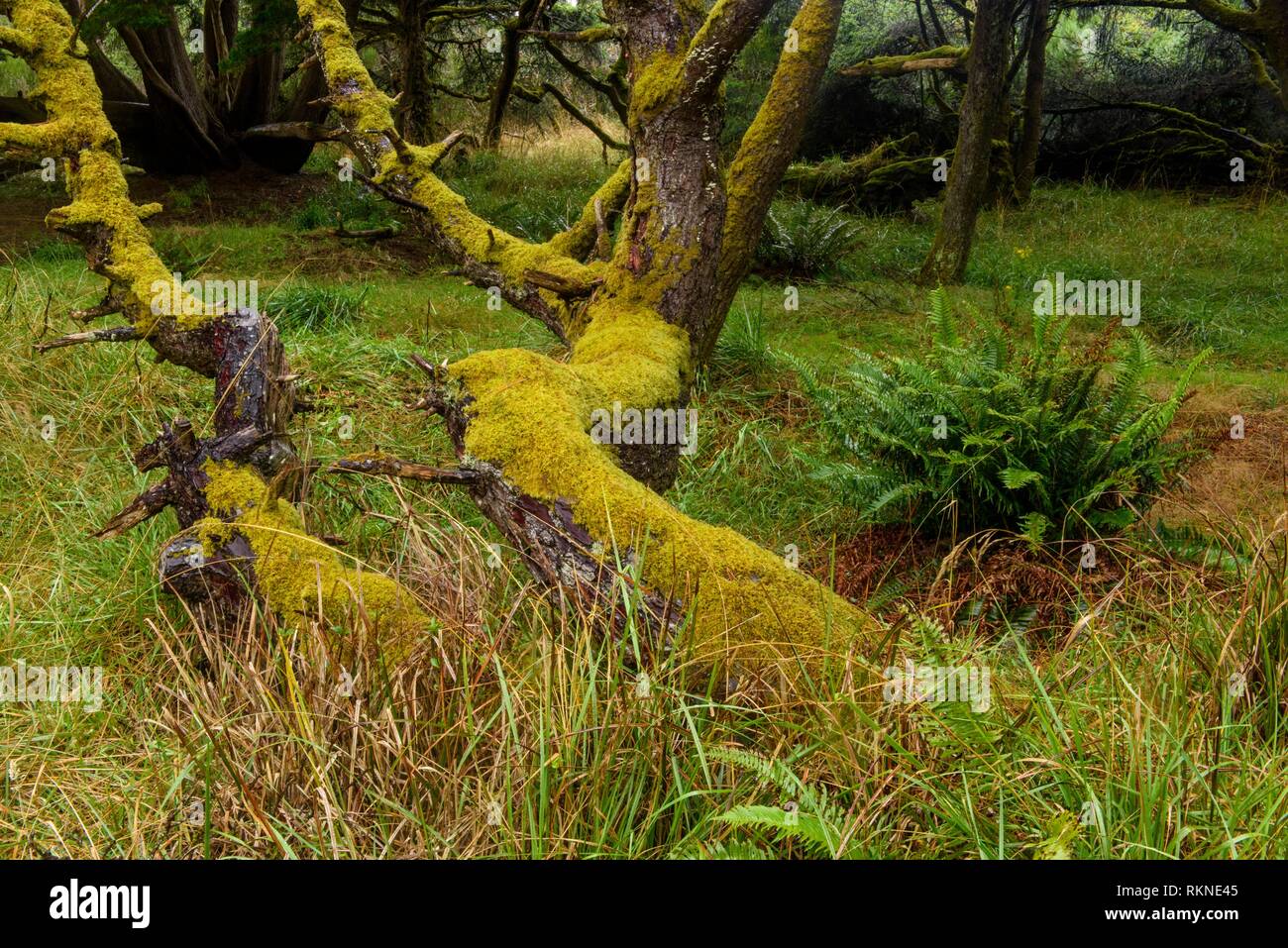 Stunted hi-res stock photography and images - Alamy