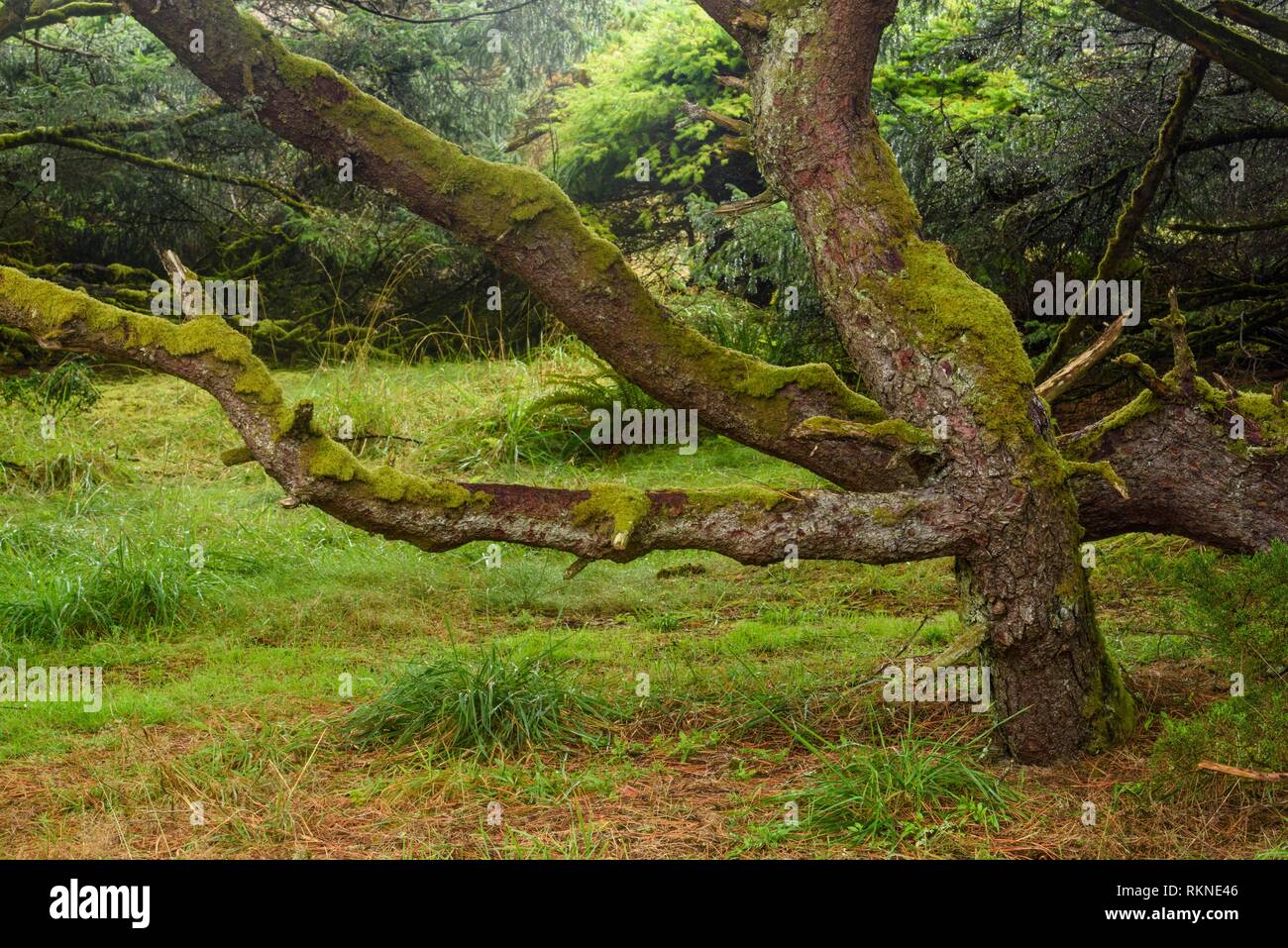 Stunted forest hi-res stock photography and images - Alamy