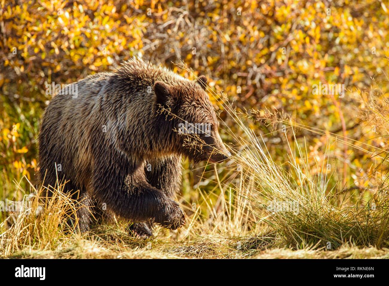Bear Run Cycle