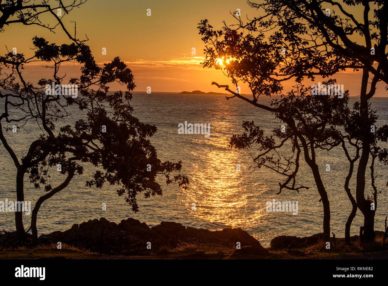 Shoreline tree hi-res stock photography and images - Alamy