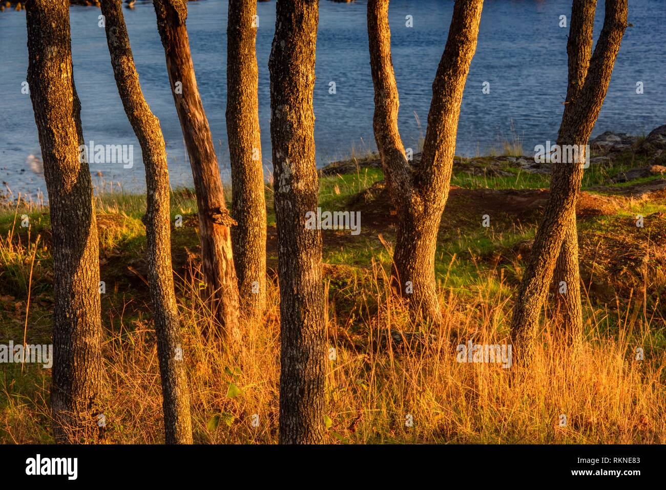 Shoreline tree hi-res stock photography and images - Alamy