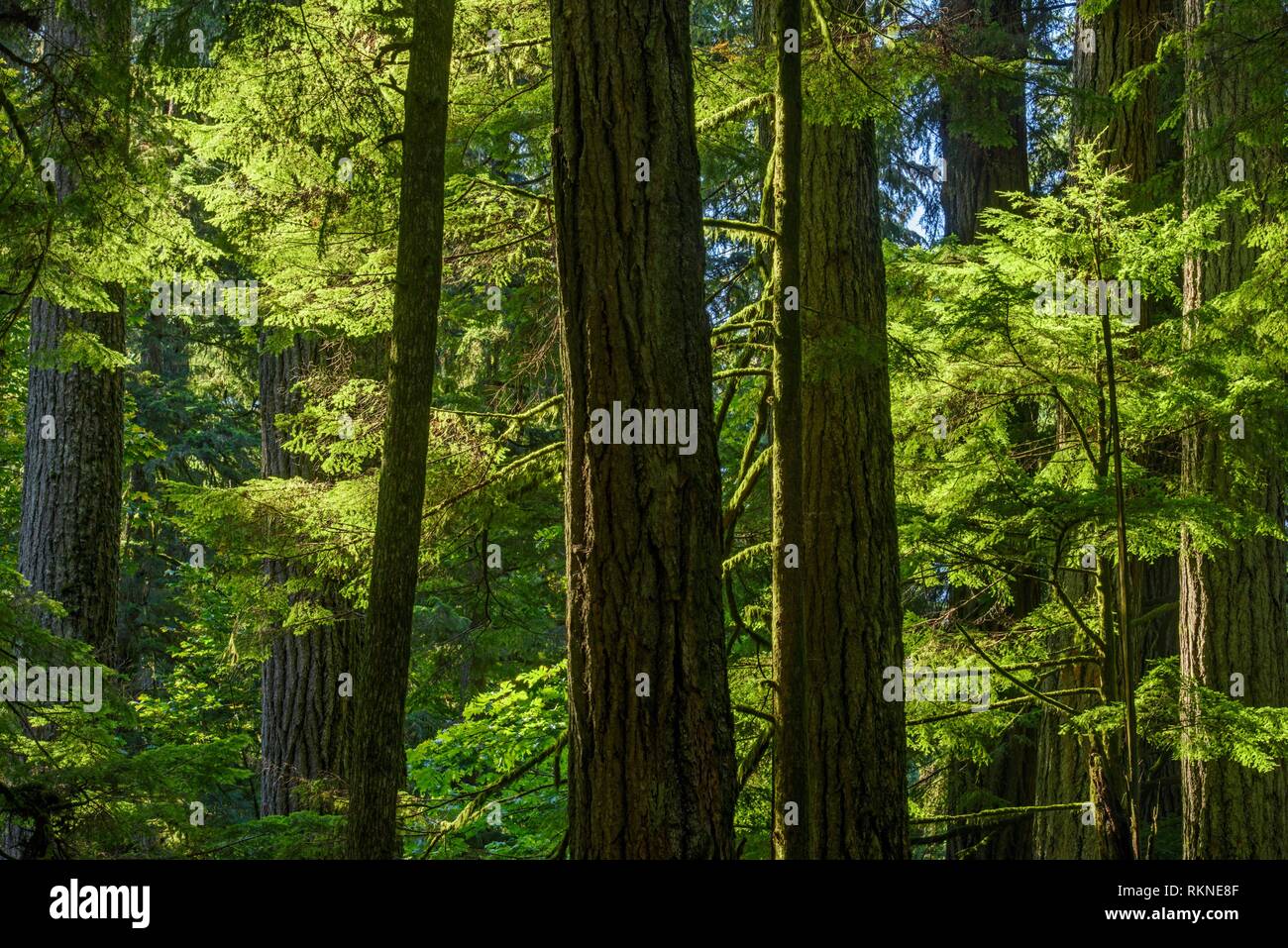 Grand Trunk Western High Resolution Stock Photography and Images - Alamy